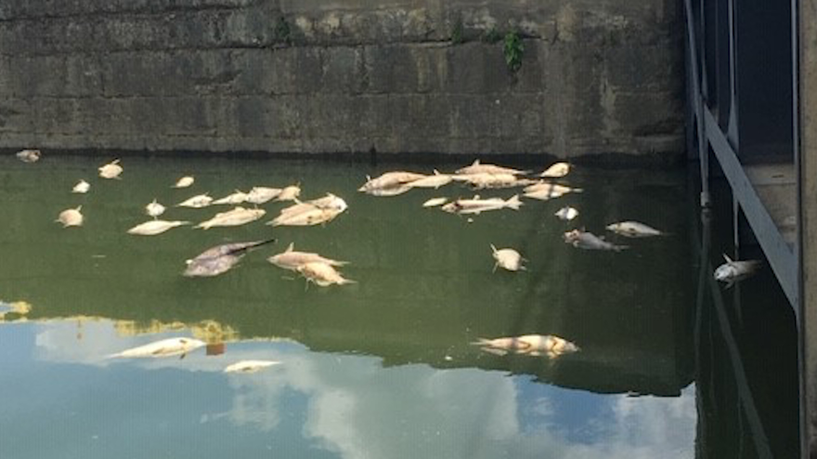 Jim Beam warehouse fire sends 23-mile alcohol plume into Kentucky River, killing fish - ABC13 ...