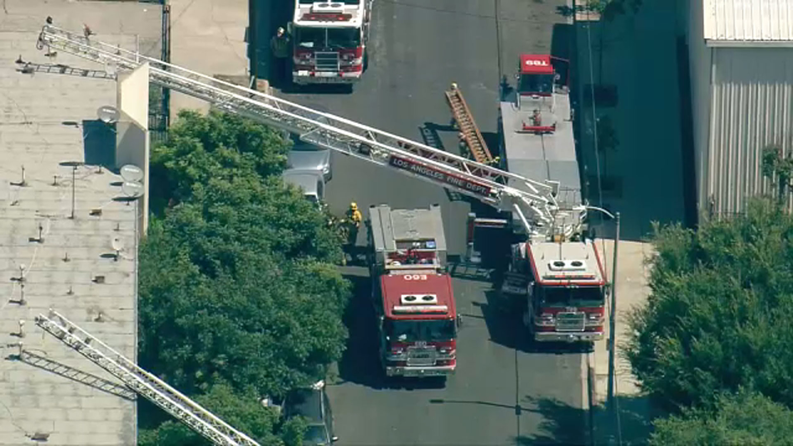 Bug Bomb Explosions Absurd Creature Of The Week: This Beetle Fires