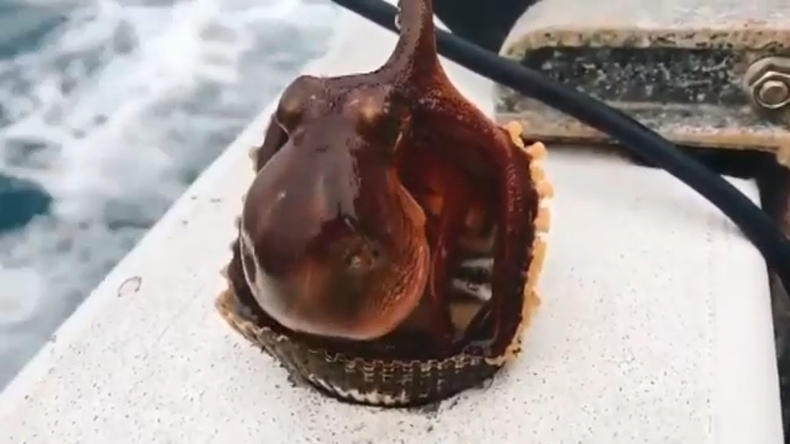 Octopus emerges from shell, surprising fisherman in Suruga Bay, Japan ...