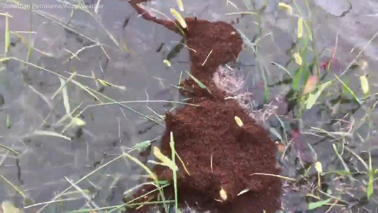 Fire ant clumps spotted floating in Tropical Storm Barry floodwaters in ...