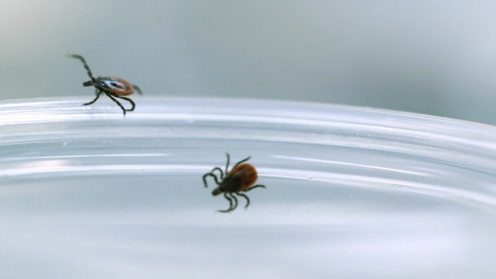 Consumer Reports: Allergies caused by ticks - ABC7 Chicago