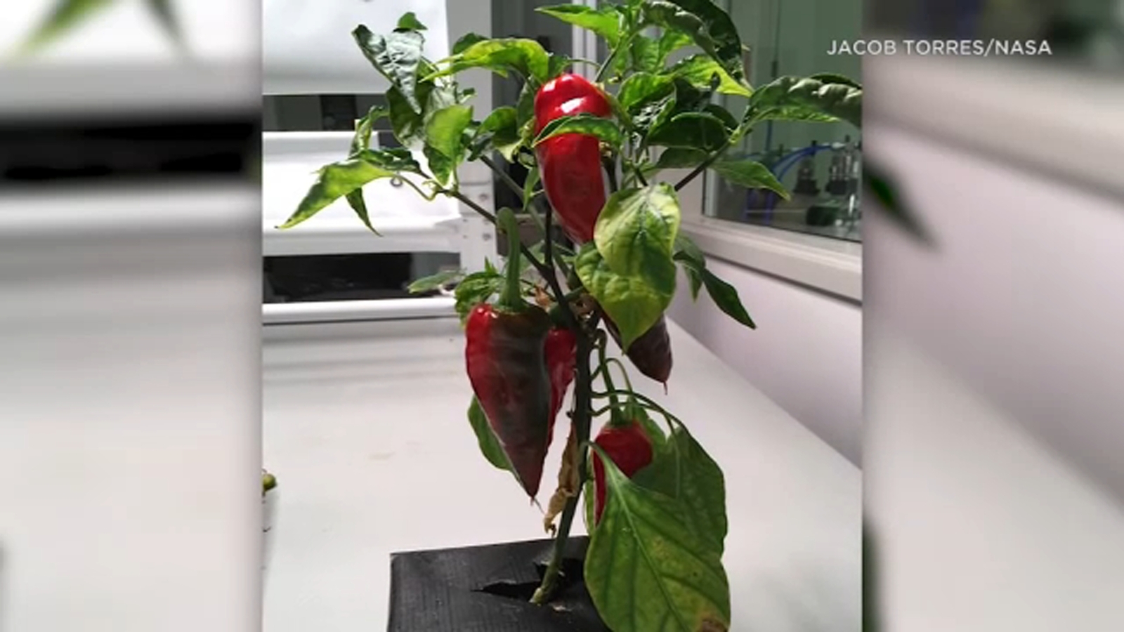 NASA to send Española chile peppers to International Space Station to ...