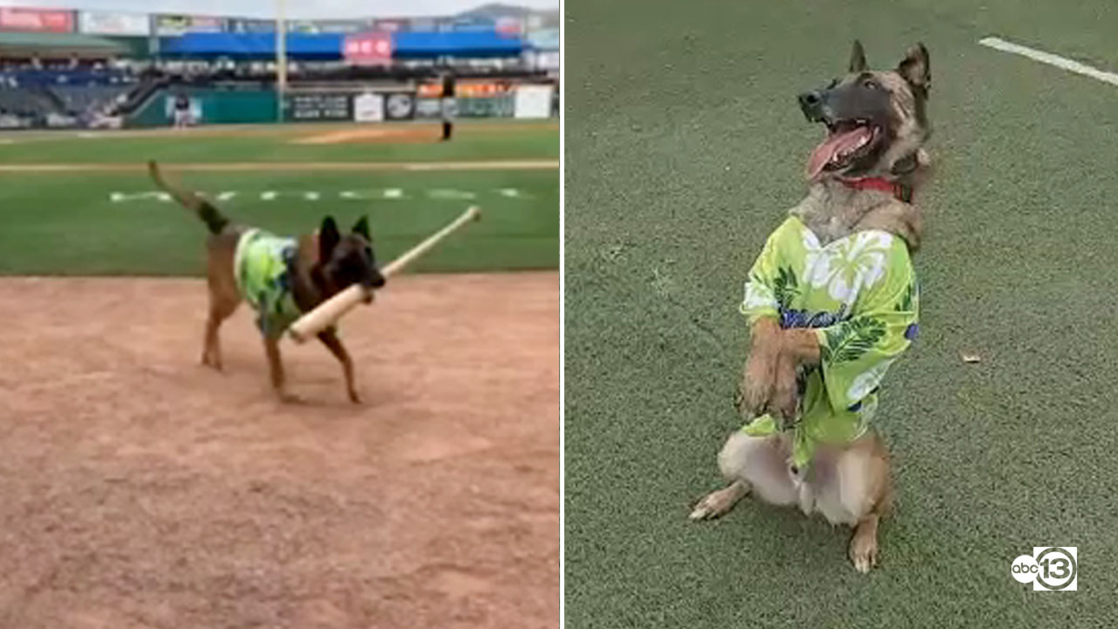 Sugar Land Skeeters introduce new bat dog Kovu - ABC13 Houston
