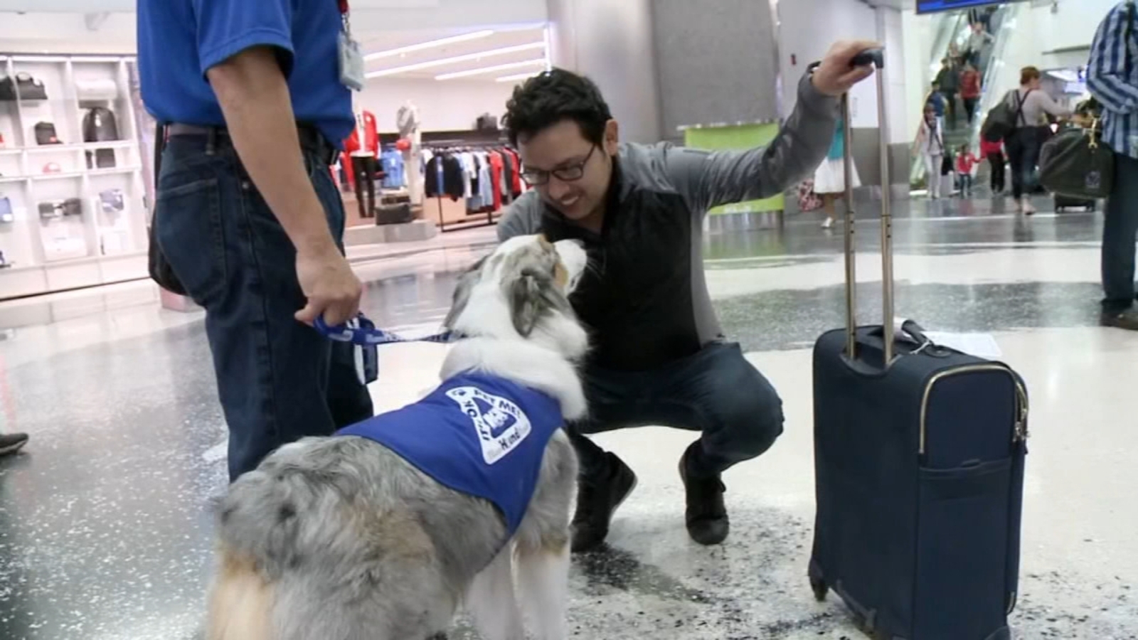 Simple Solutions: Therapy Dogs at the Airport - ABC30 Fresno