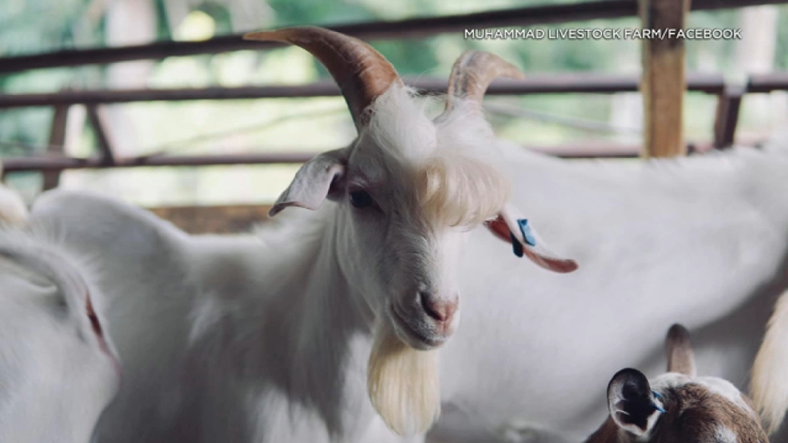 'Handsome' goat gains viral fame for his striking looks - ABC7 New York