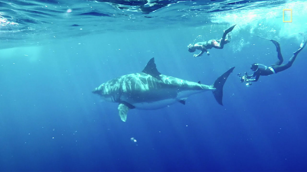 The Largest Great White Shark In The World