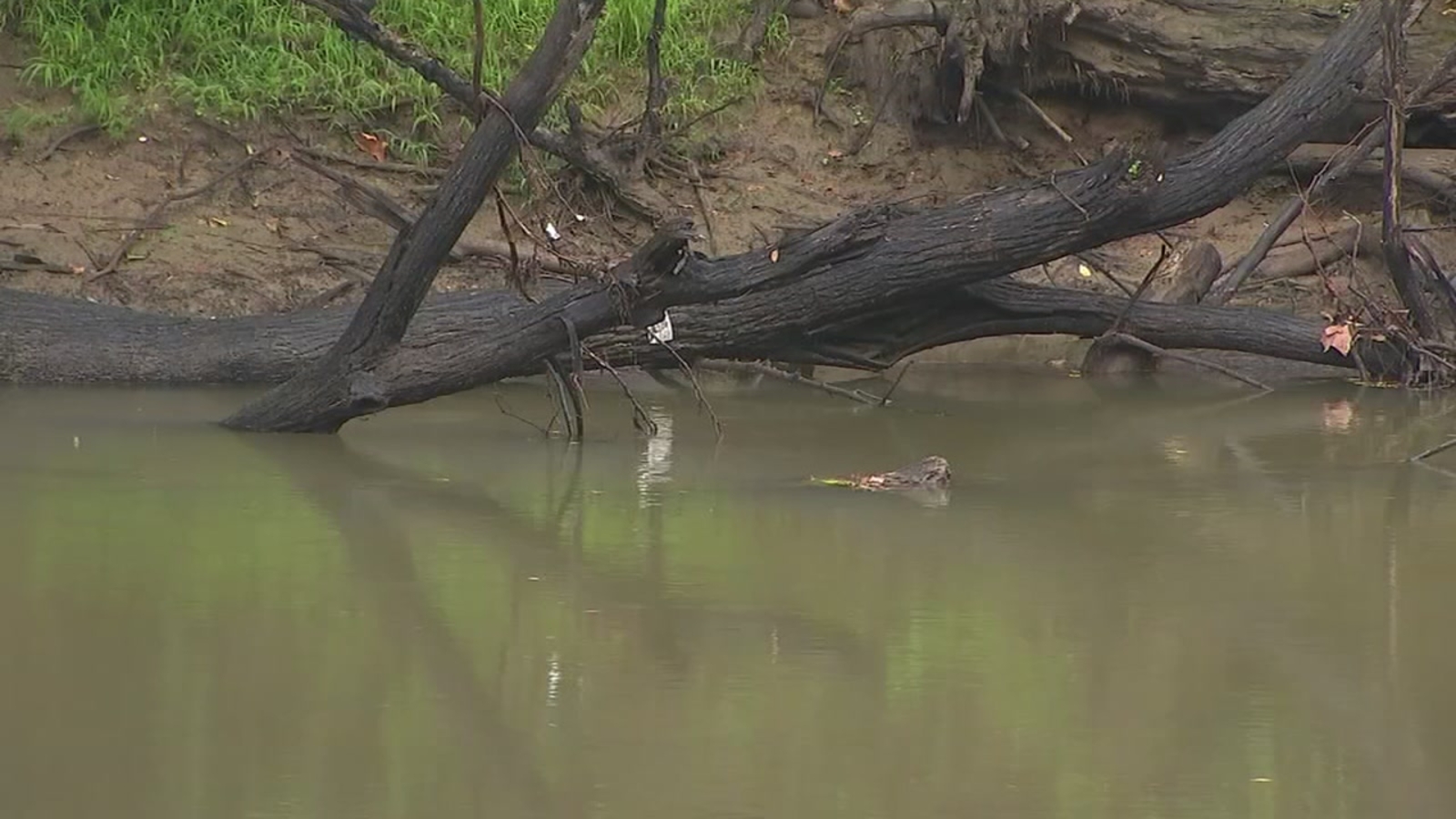 High levels of fecal bacteria found in Buffaloe Road Canoe Launch for ...