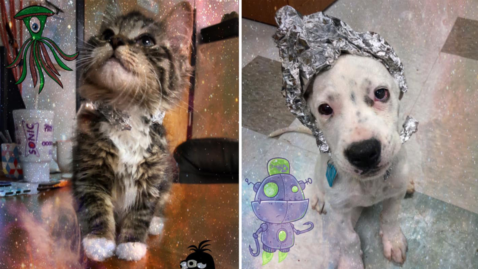'Storm our shelter': Animal shelter uses Area 51 raid to promote ...