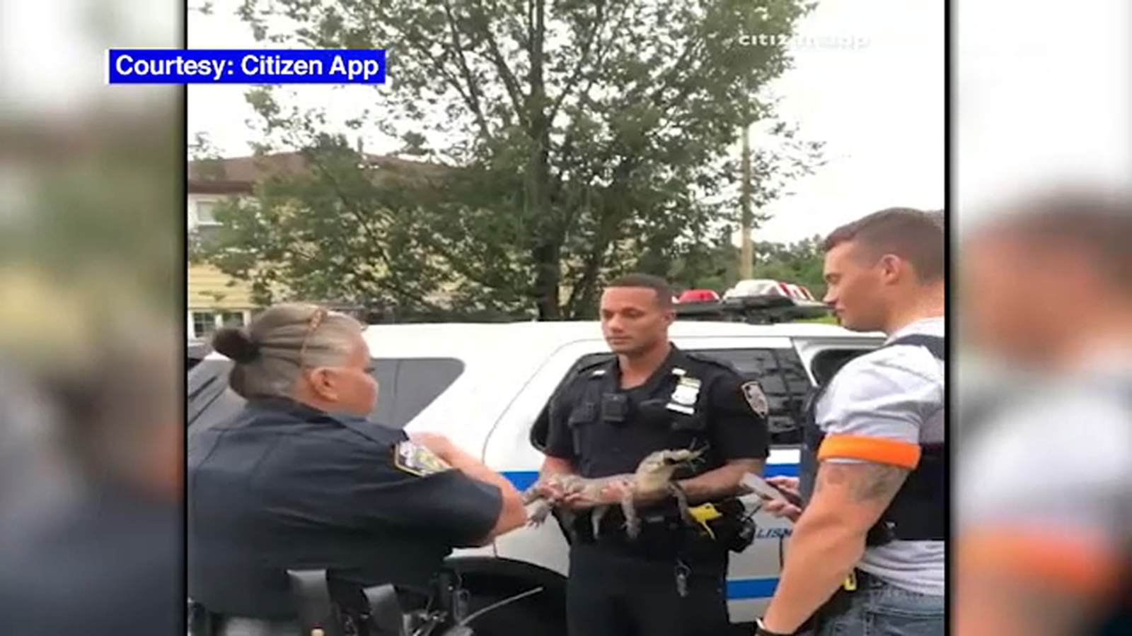 Small alligator captured by man on Staten Island - ABC7 New York