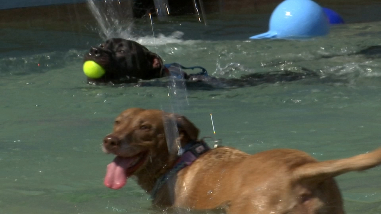 Ways to keep your pets safe during extreme heat - ABC30 Fresno