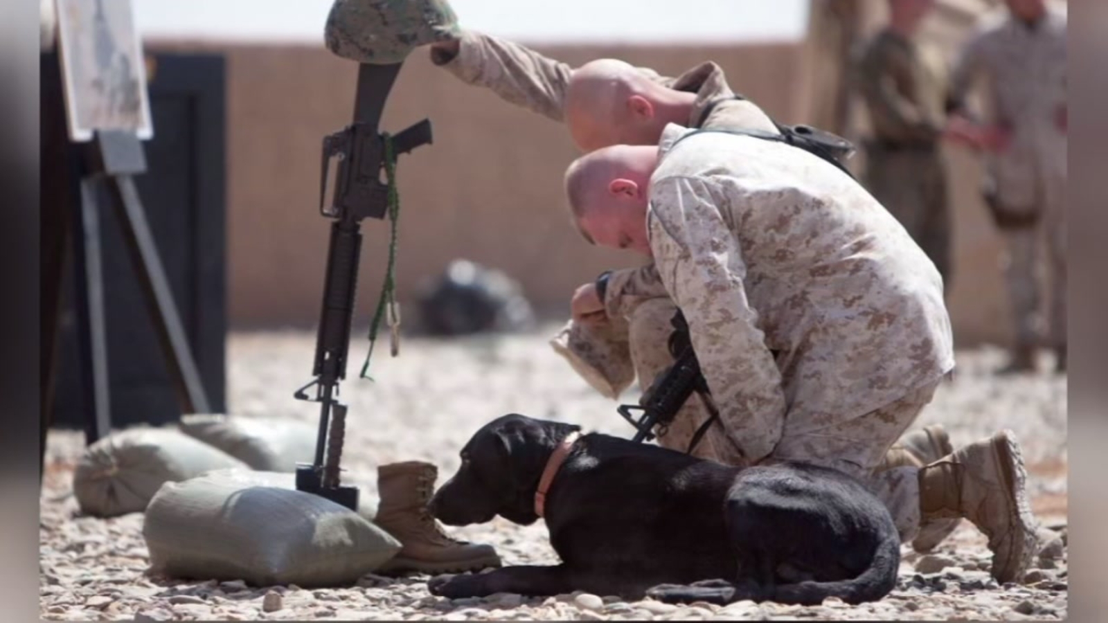 Cary dog Sgt. Yeager named Military Dog of the Year, finalist for 2019 ...