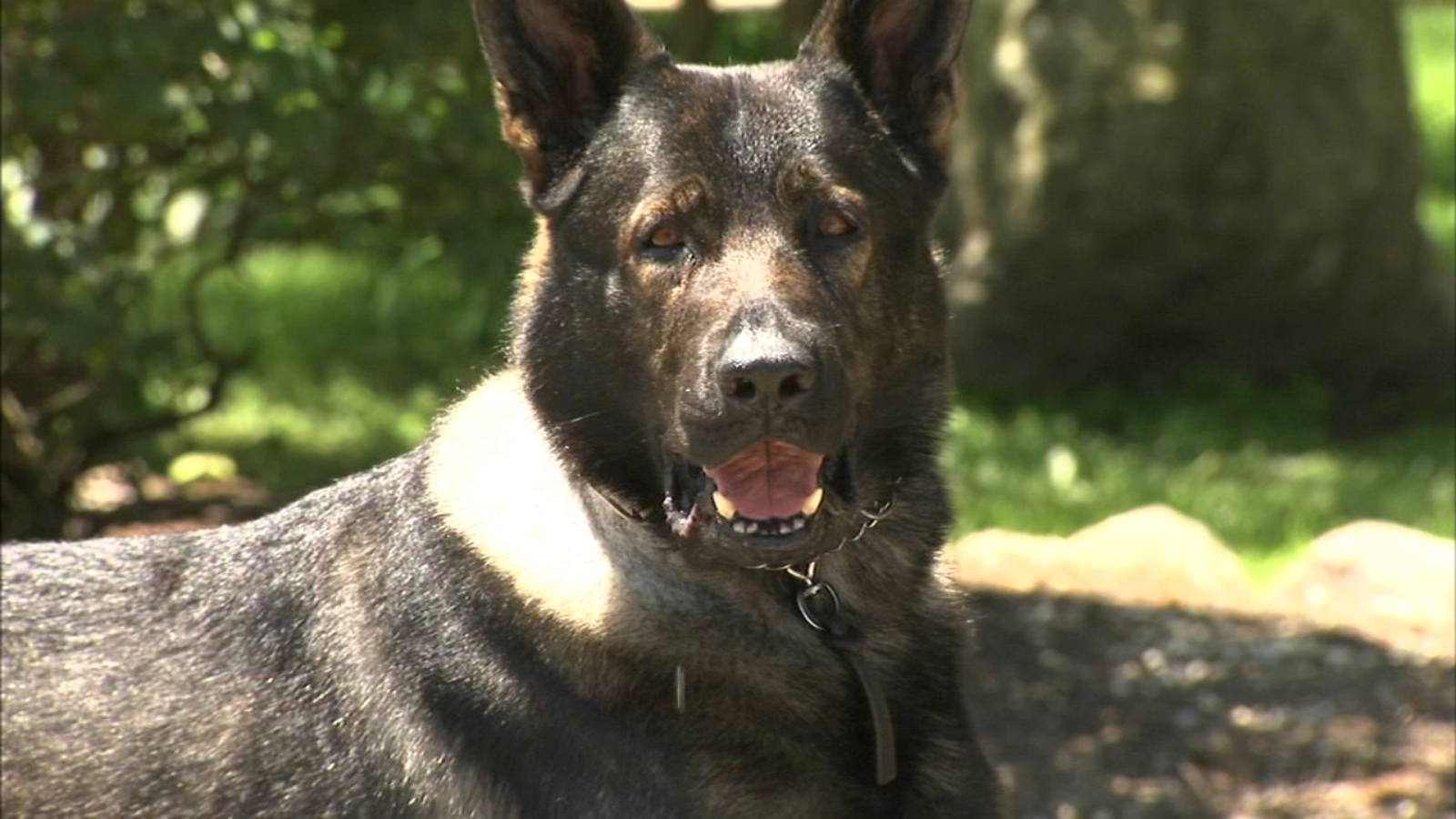 Lake County Sheriff's Office K-9 Dax a finalist for 2019 National Hero ...