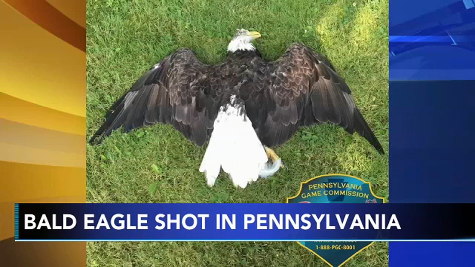 Pennsylvania wildlife officials want to know who killed this bald eagle ...