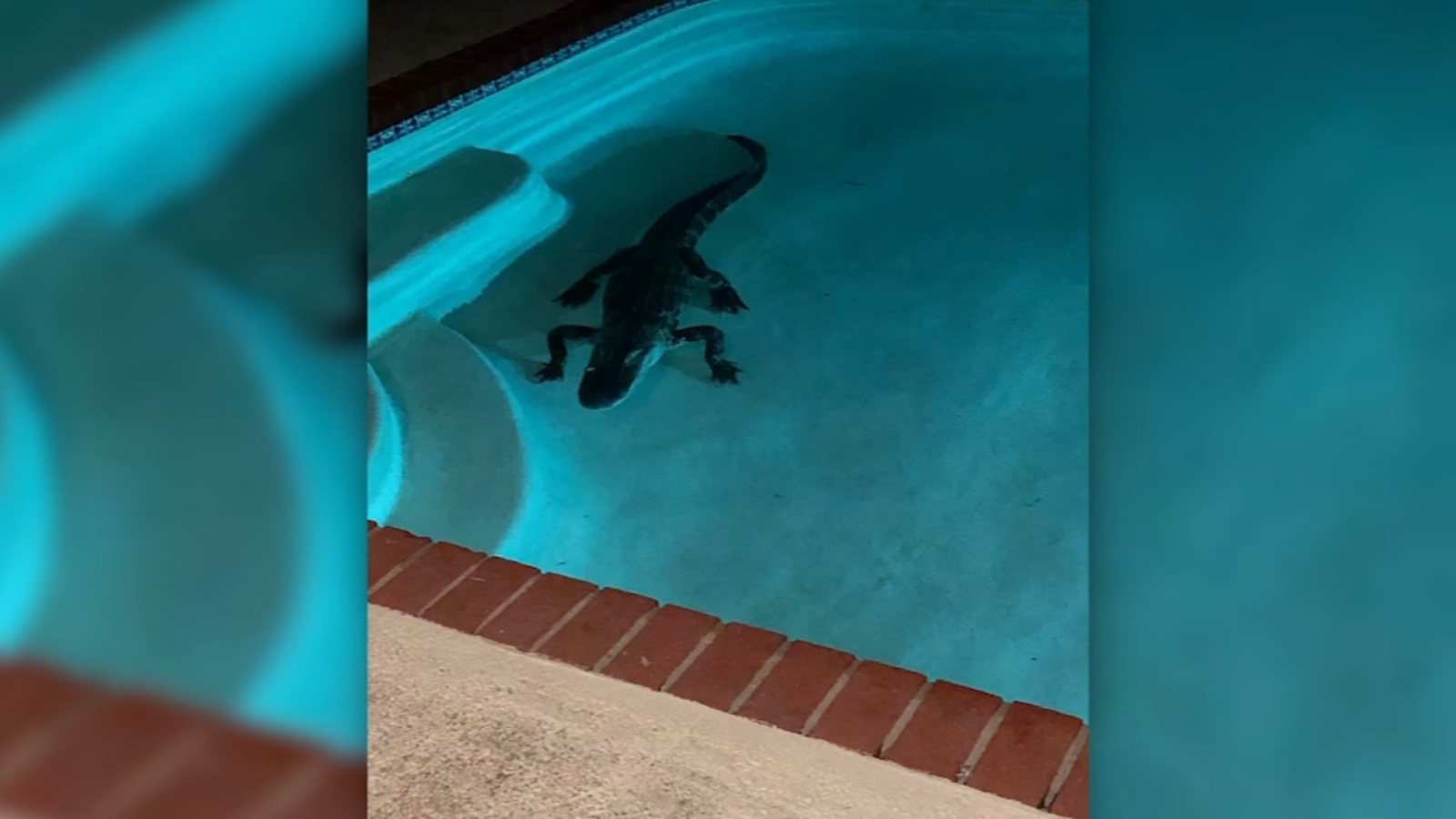 7-foot-long alligator takes a swim in Florida family pool - ABC13 Houston
