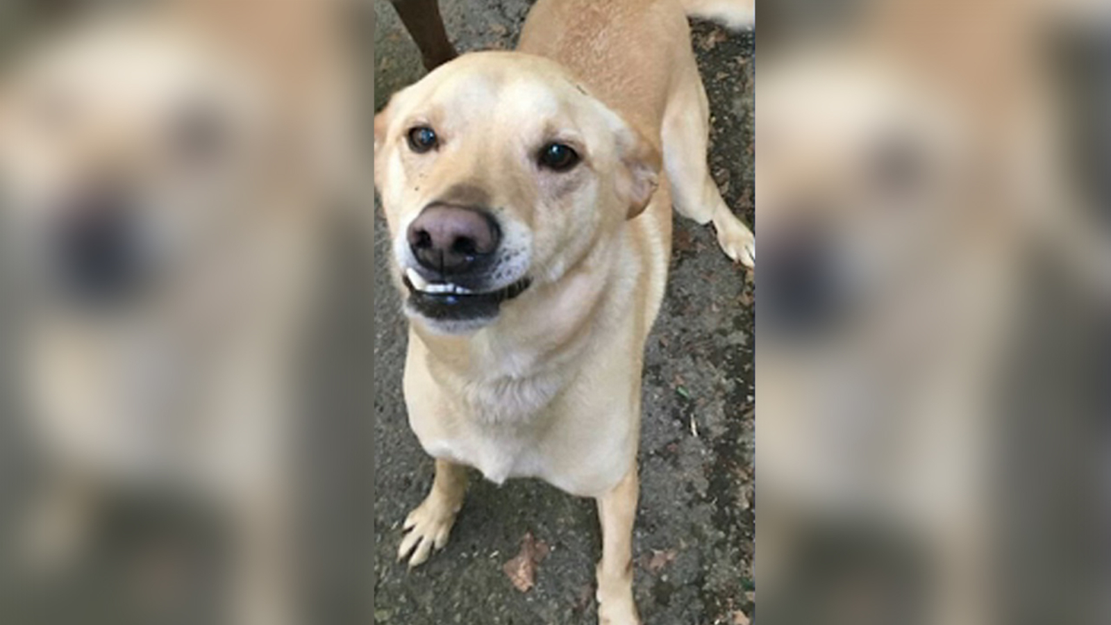 Police officer shoots, kills 'aggressive' dog in Vernon, New Jersey ...