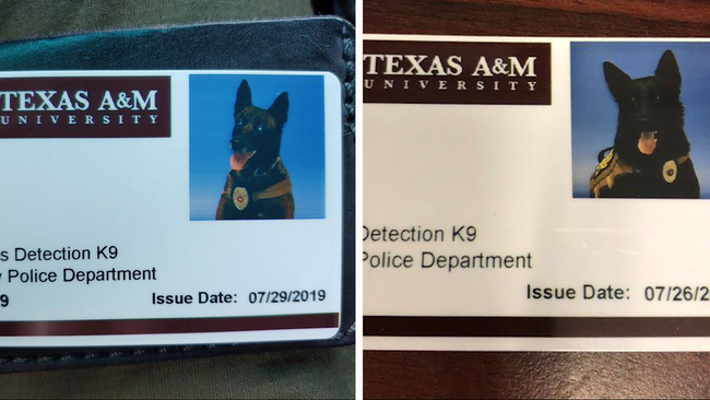 Compassion and companionship: A look inside Houston police's K9 patrol ...
