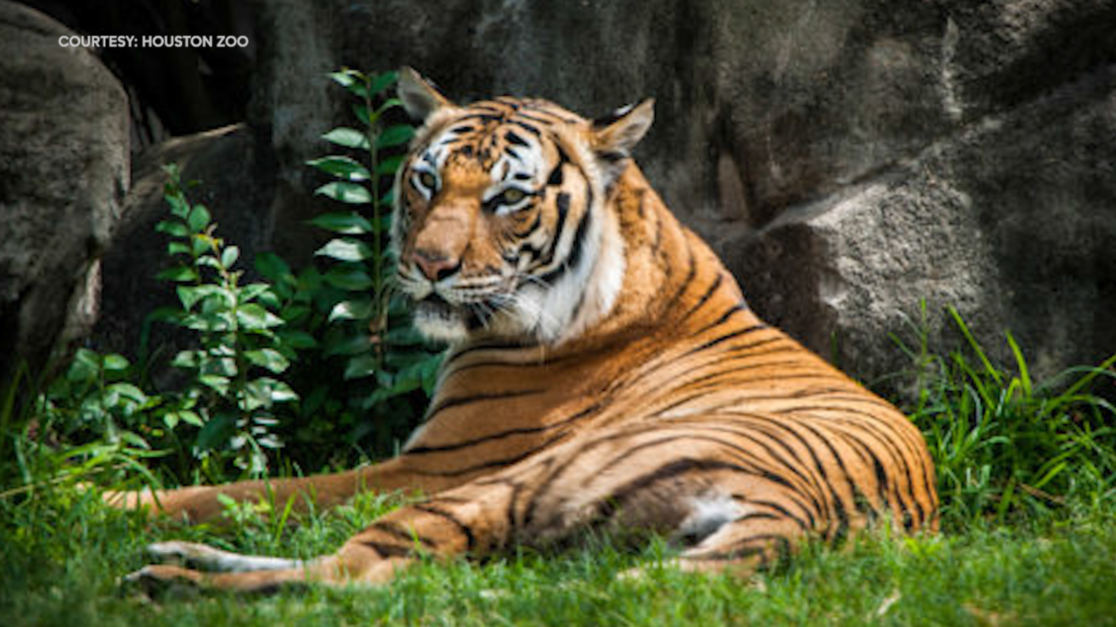 Tiger at Houston Zoo named Satu dies at 18 - ABC13 Houston