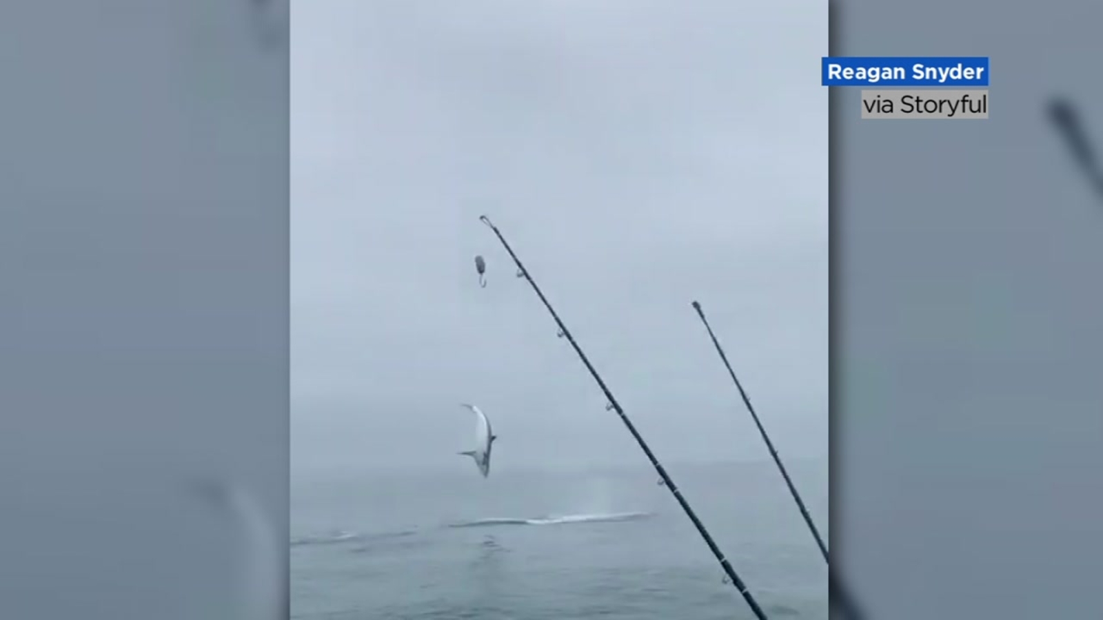Flipping shark amazes boaters off California coast - ABC7 San Francisco