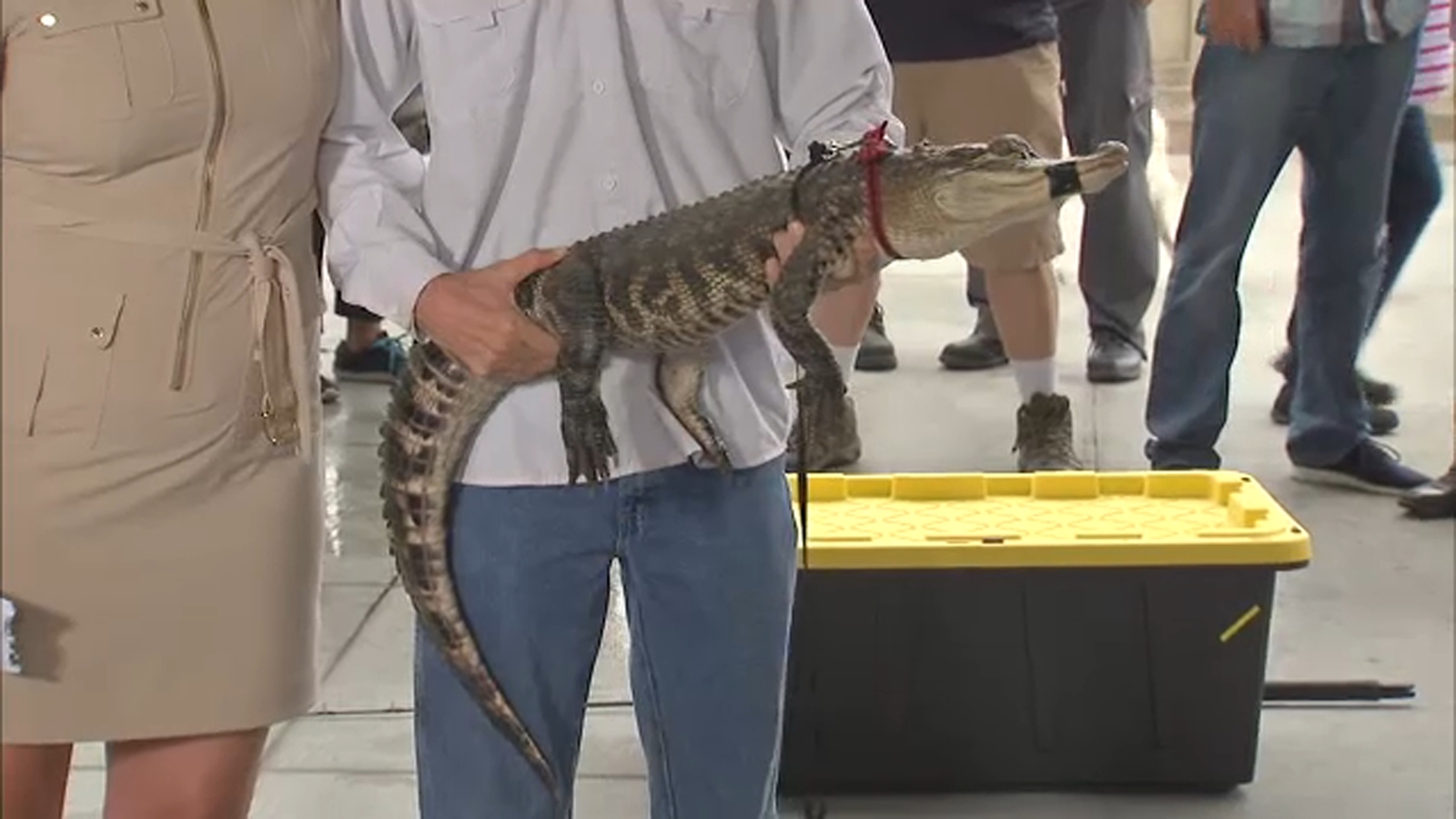 How much did it cost Chicago to catch Humboldt Park alligator 'Chance ...