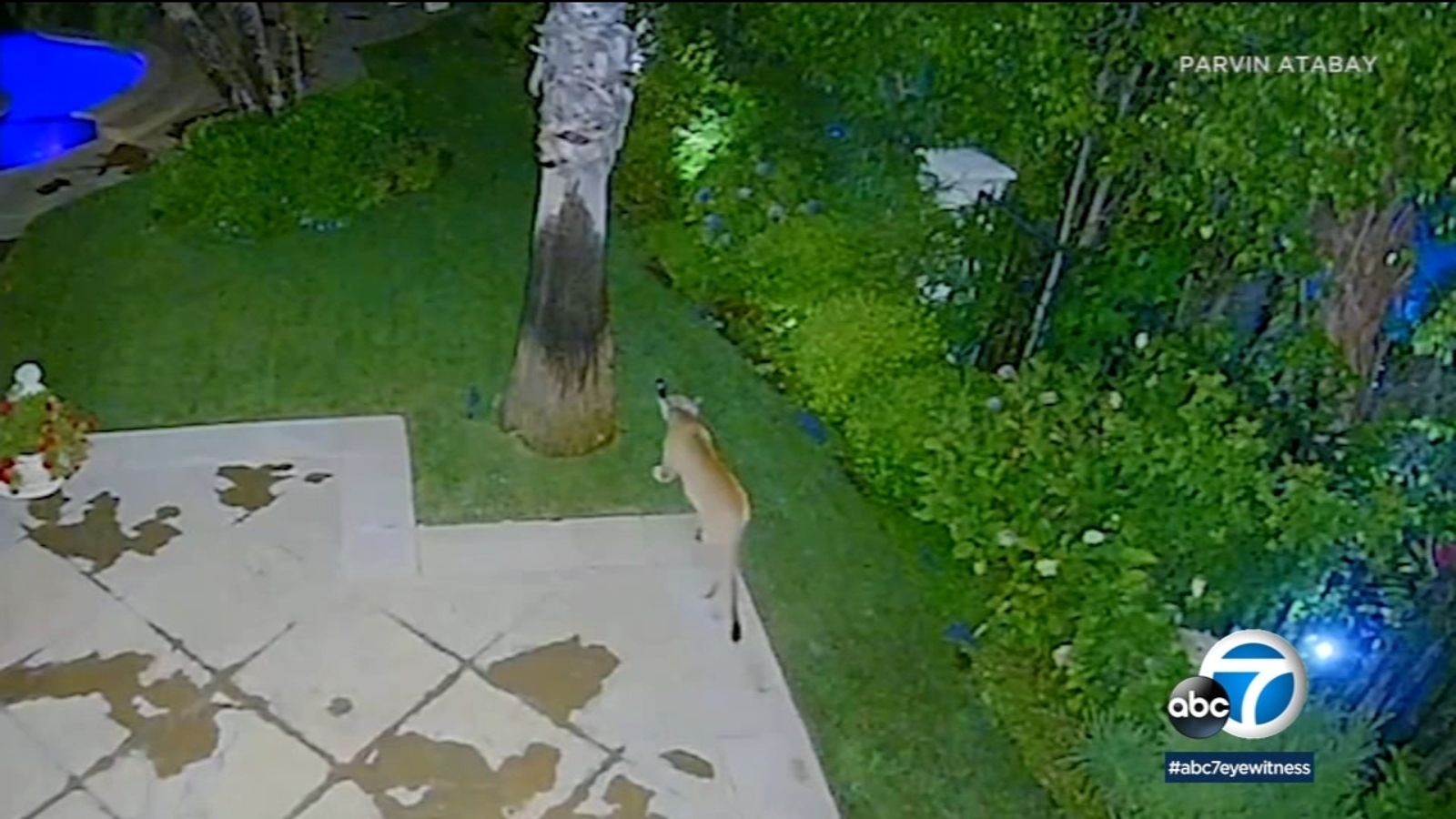 Video captures mountain lion in backyard of Tarzana home - ABC7 Los Angeles
