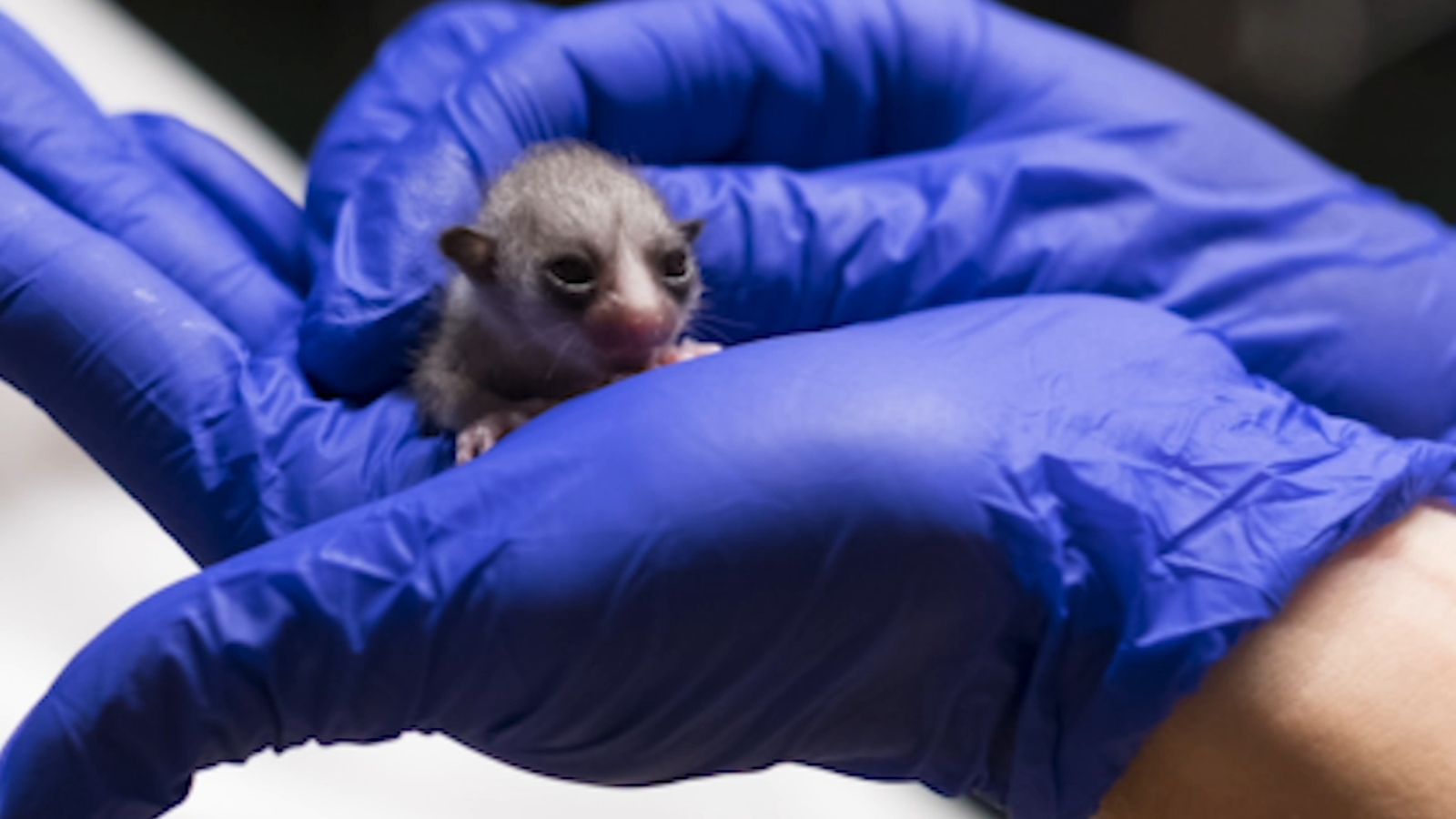 Birth of dwarf lemur triplets announced at Duke Lemur Center - ABC11 ...