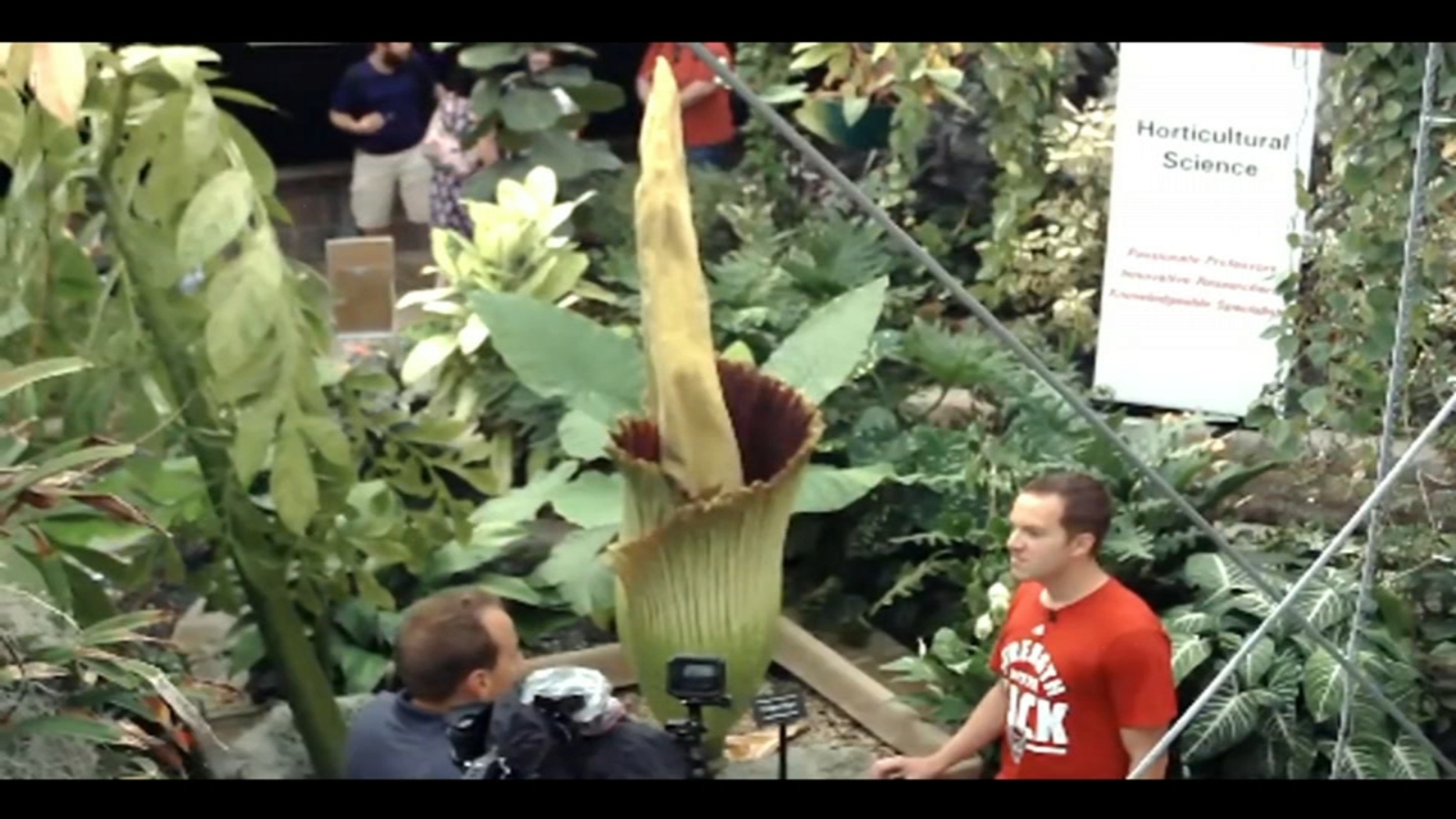 Corpse flower at NC State begins to bloom - ABC11 Raleigh-Durham
