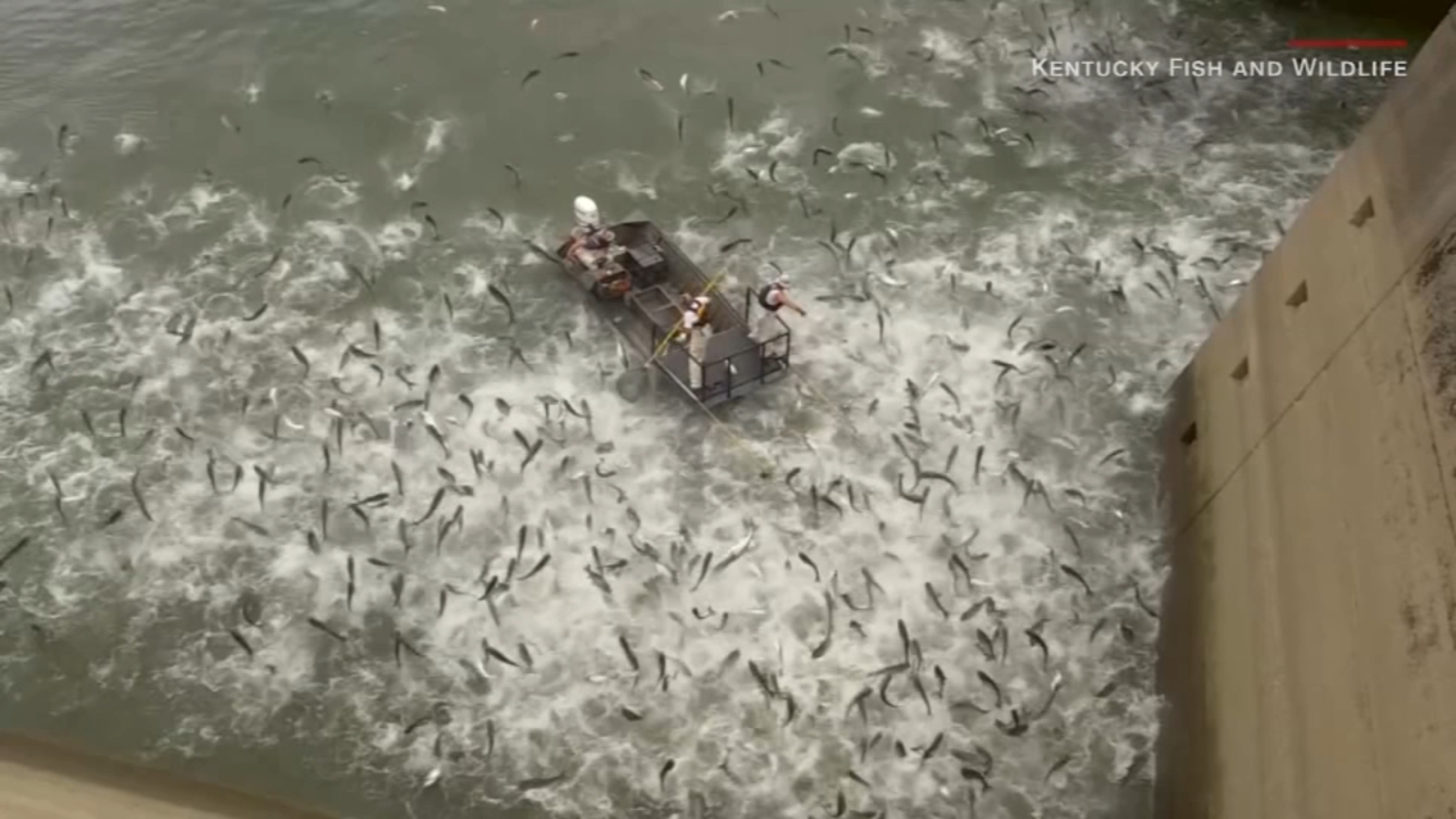 Hundreds of fish fly out of lake during 'electrofishing' - ABC7 San ...