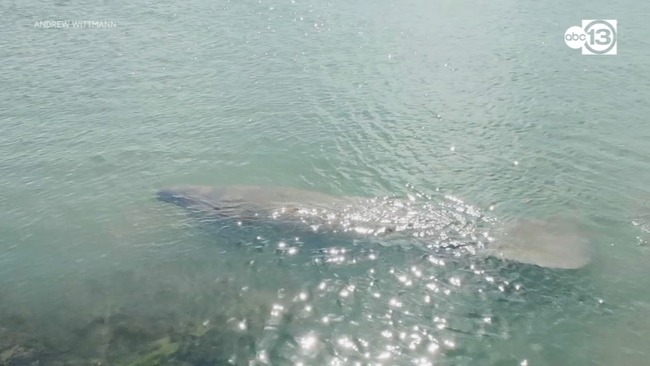 Wild animals: Manatee rescued near Texas City Dike heads to San Antonio ...