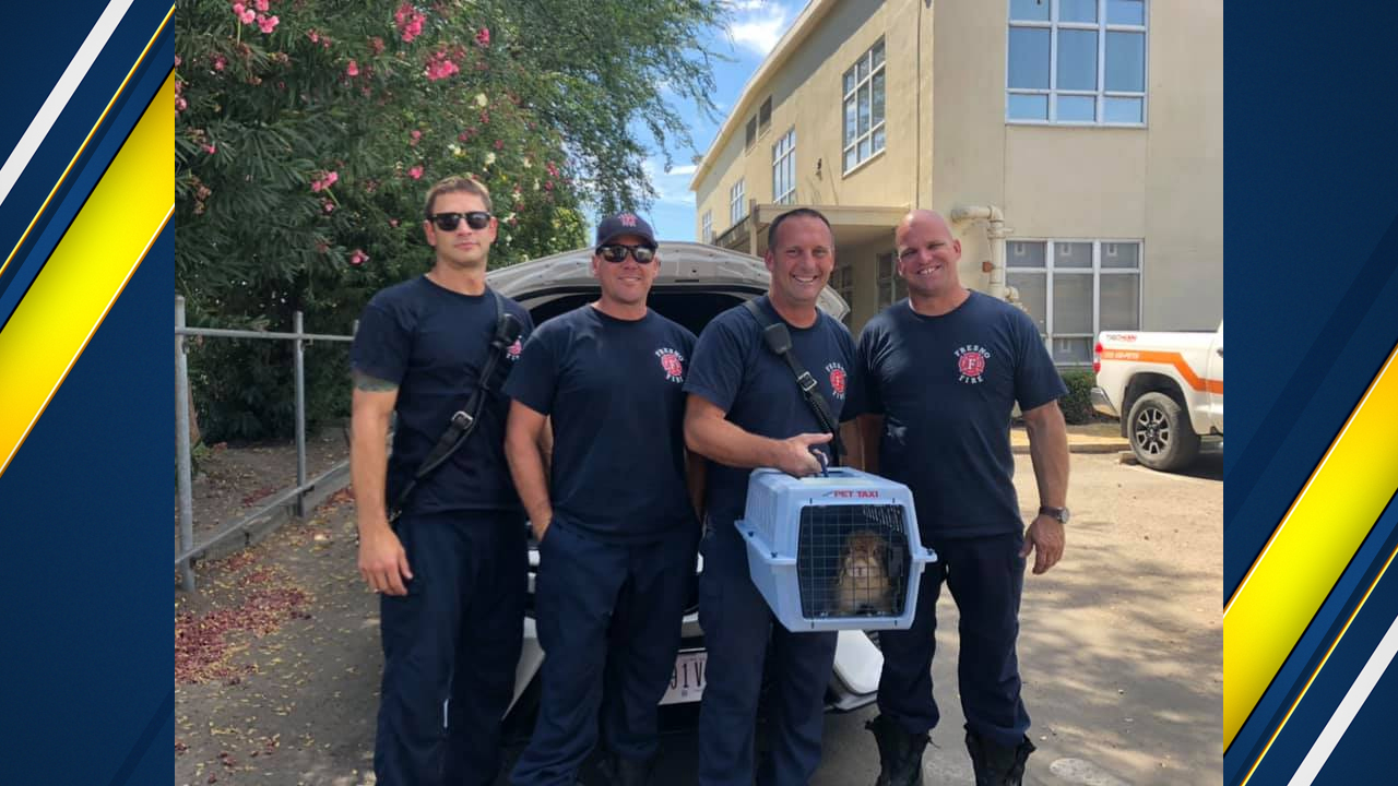 Fresno firefighters rescue rabbit stuck in grill of car after being hit ...