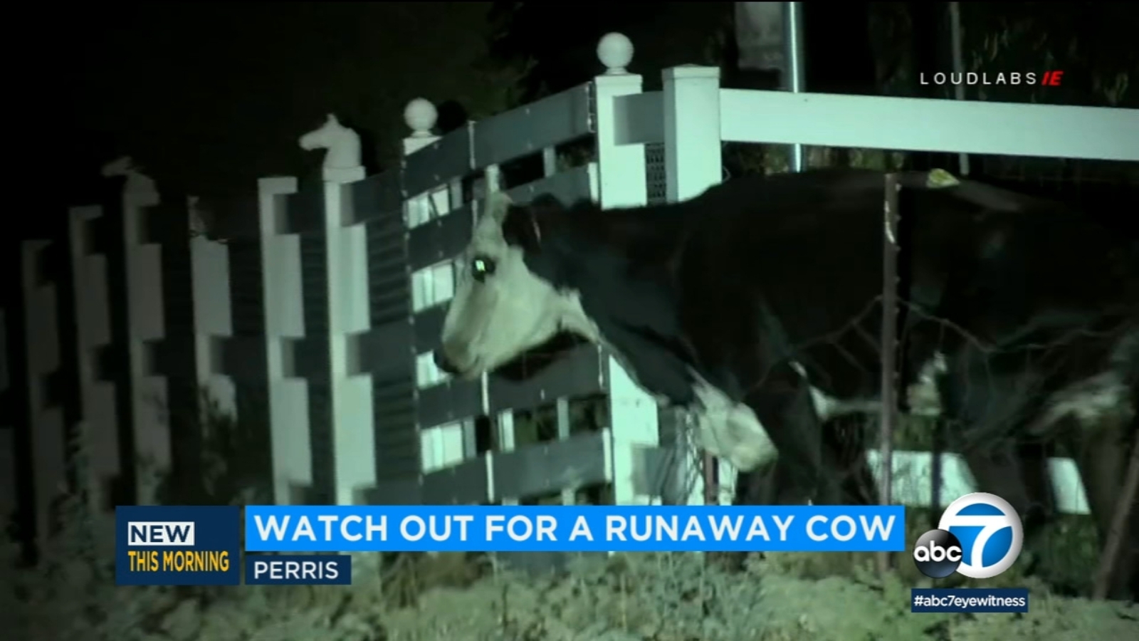 Runaway cow in Perris looked like scene out of Western movie - ABC7 Los ...