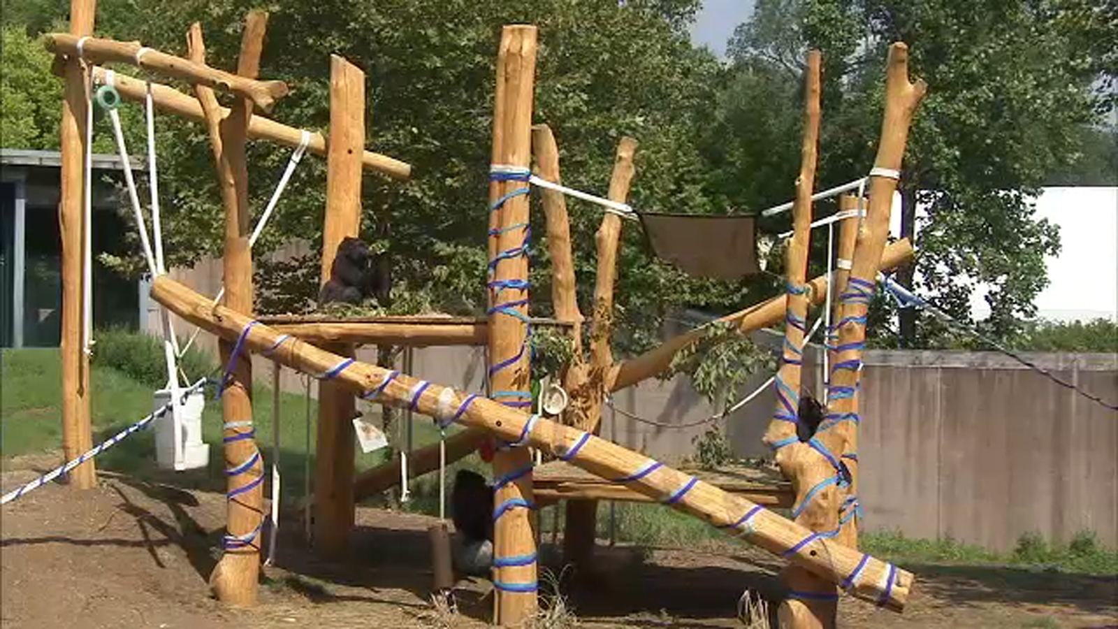 Philadelphia Zoo Gorilla Treehouse - 6abc Philadelphia