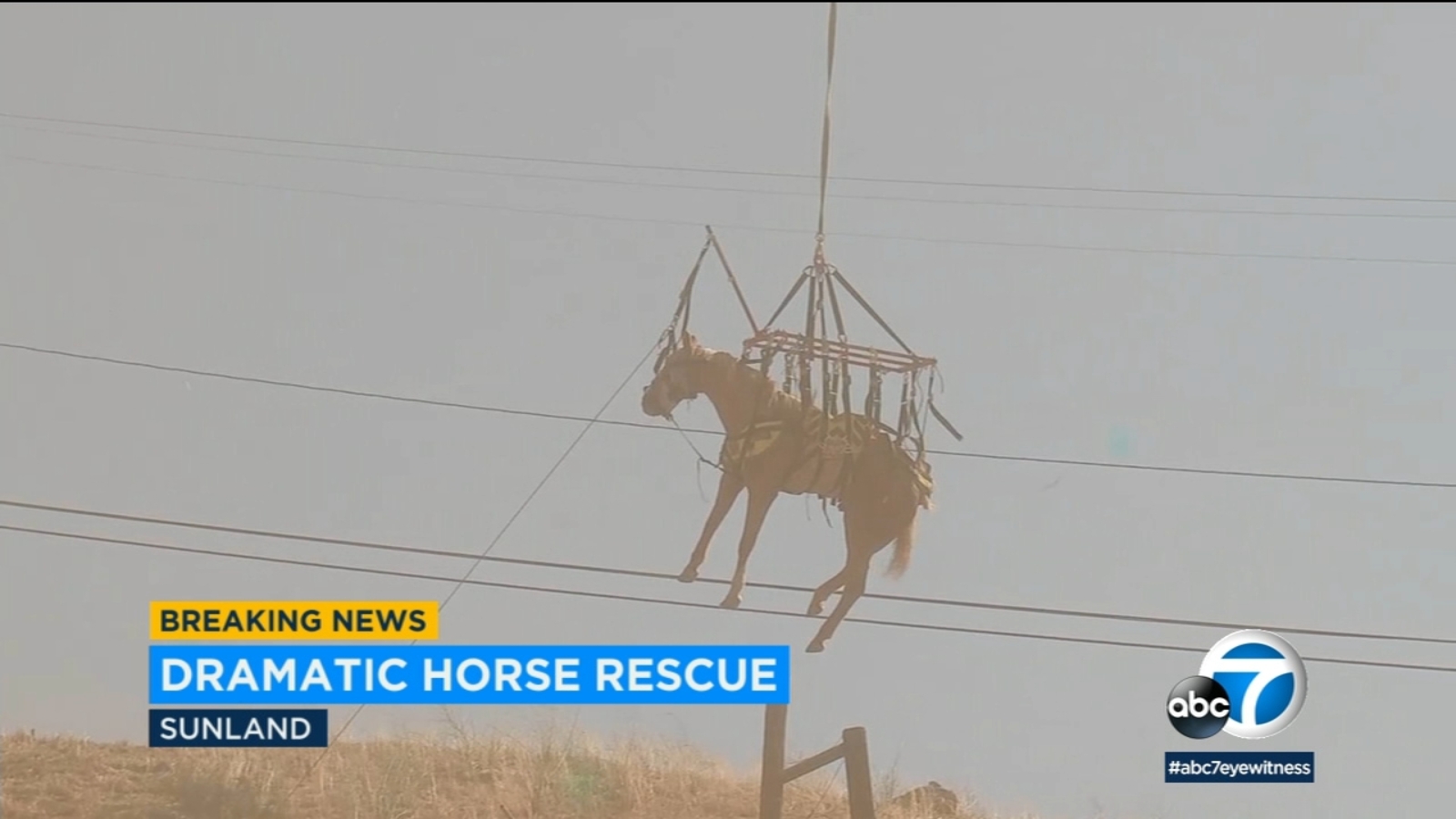 Horse rescue: LAFD helicopter crew hoists 1,000-pound animal stranded ...