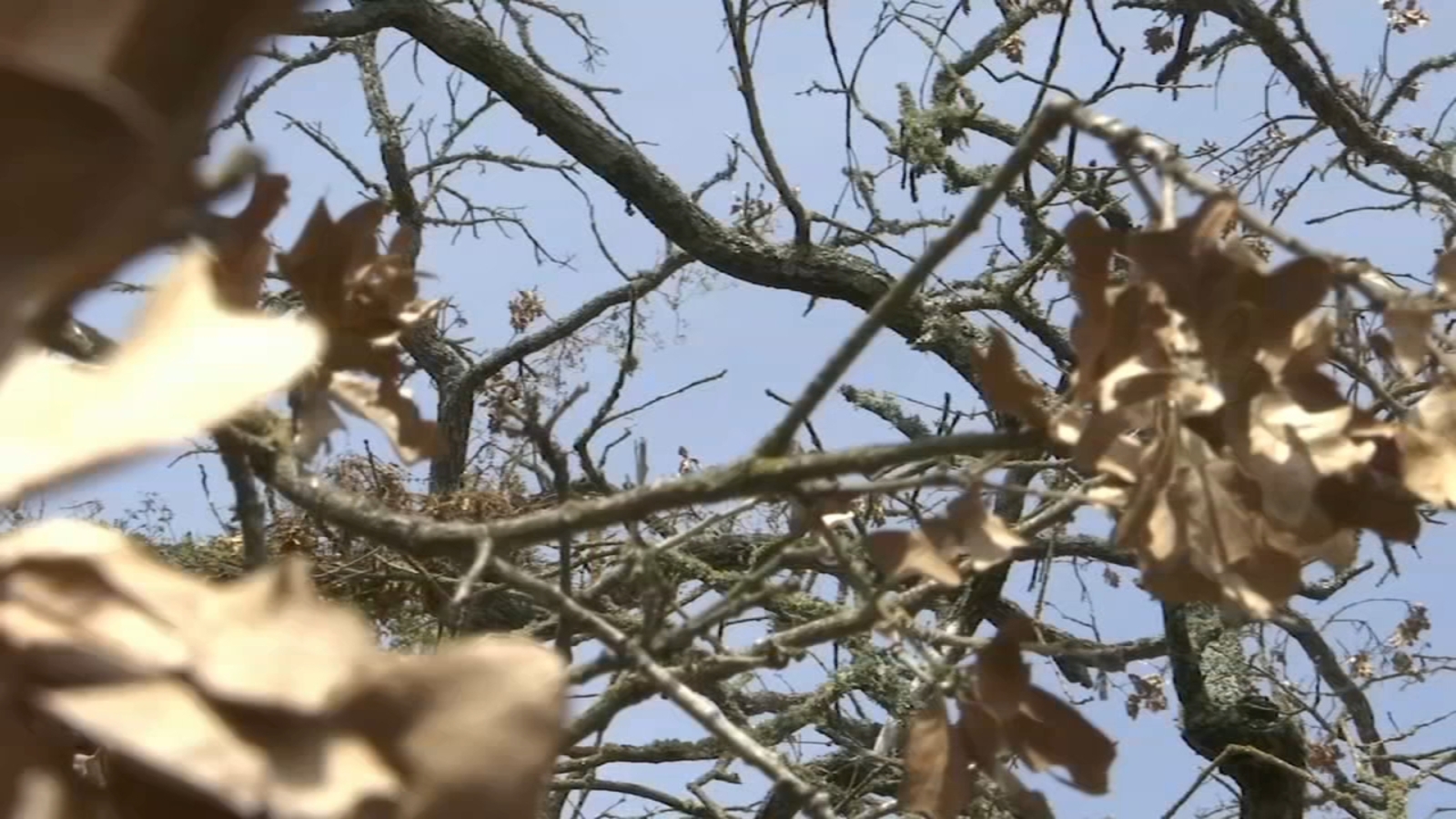How a soggy spring impacted the decline of Post Oak trees - ABC13 Houston