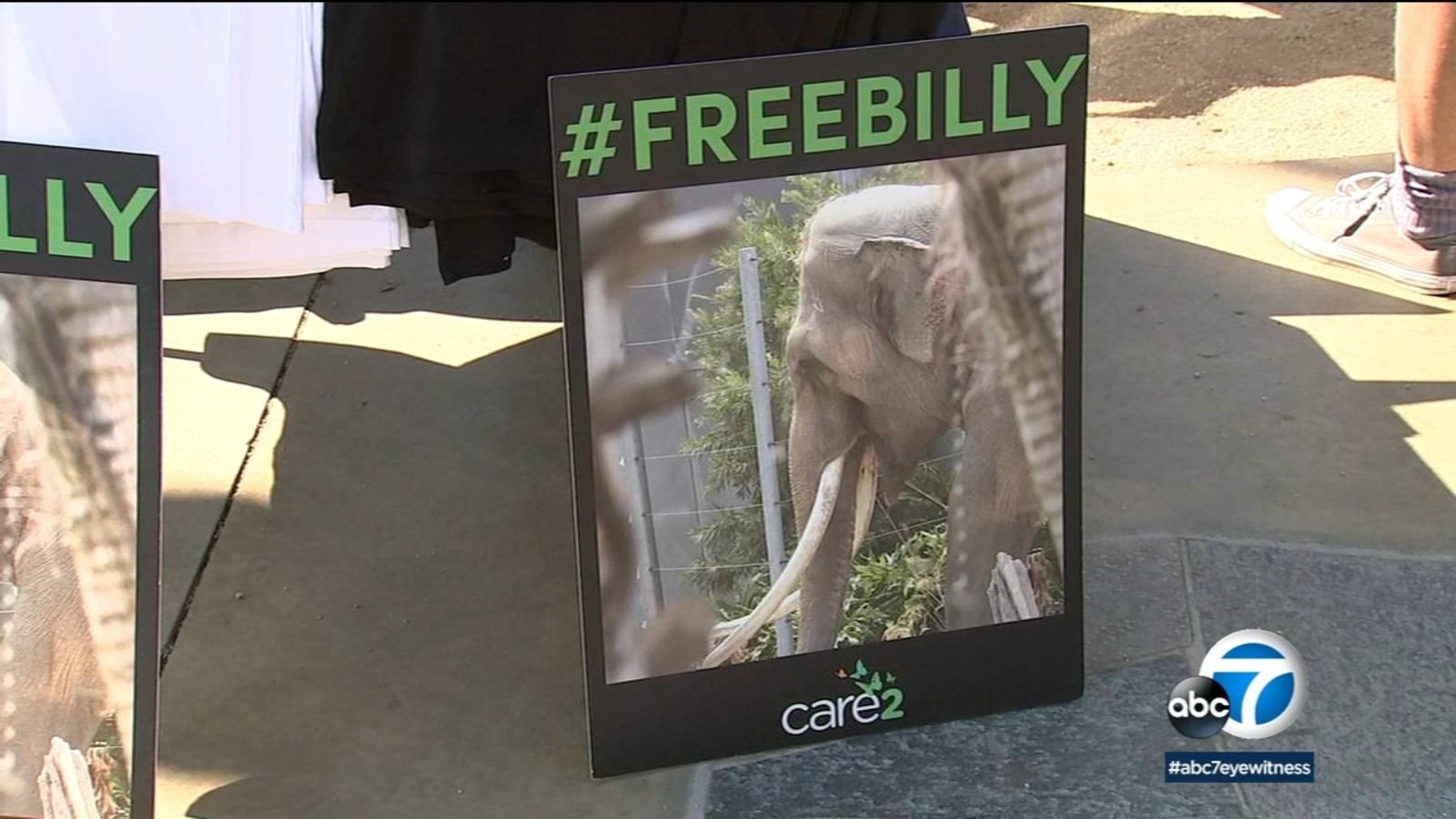 Demonstrators call on LA Zoo to free Billy the elephant, hold rally ...
