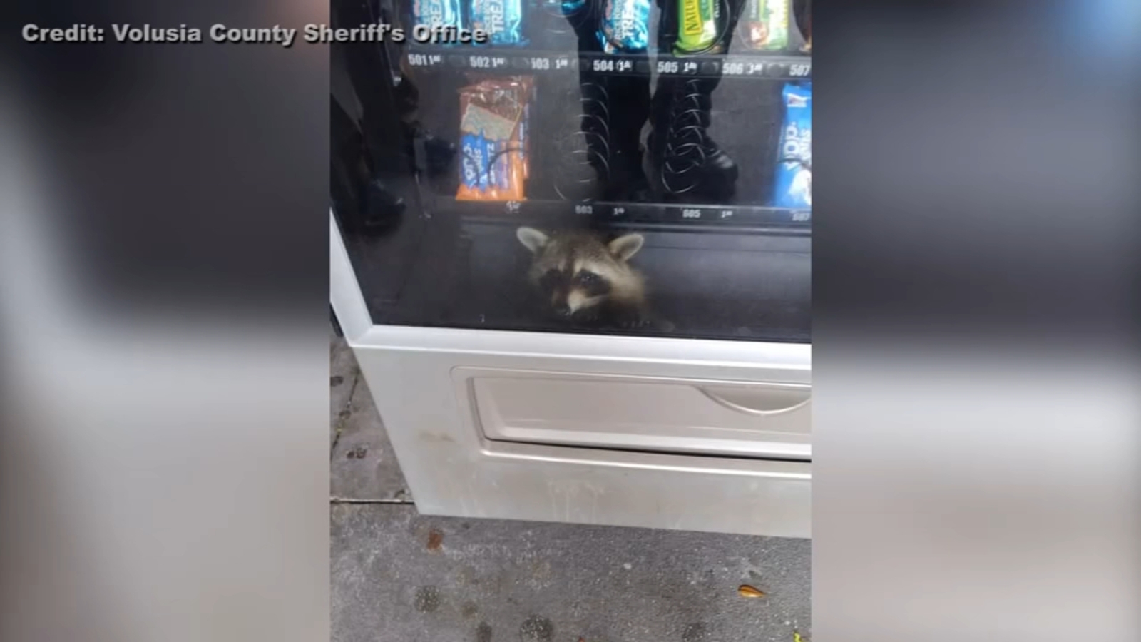 WATCH: Raccoon burglar gets stuck in high school vending machine - ABC7 ...