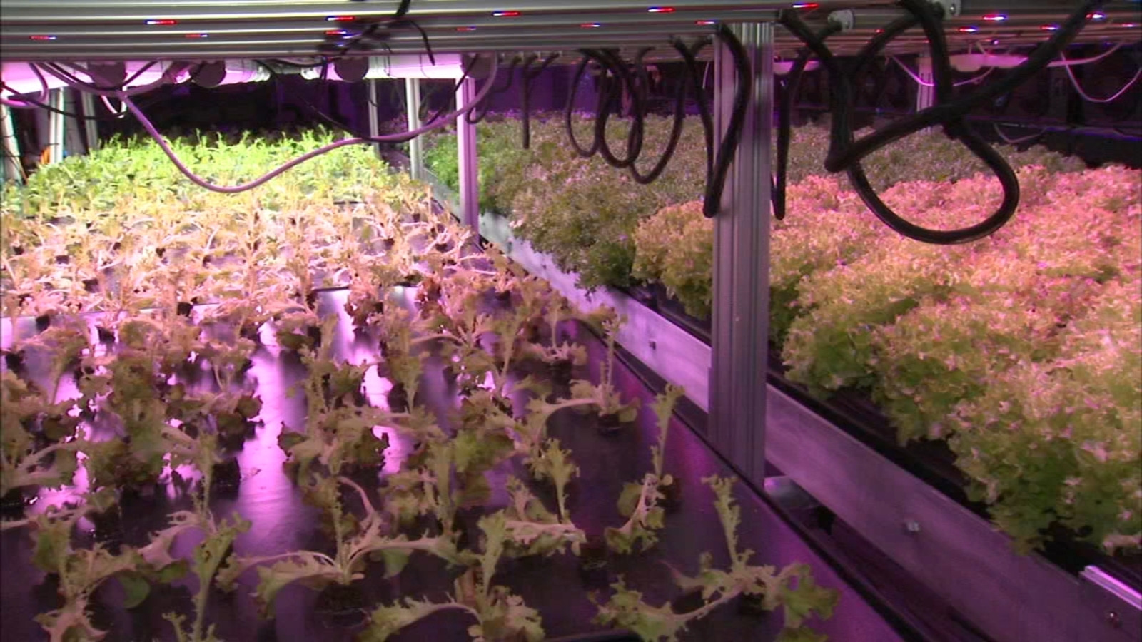 Backyard Fresh Farms vertical farming brings high-tech approach to ...