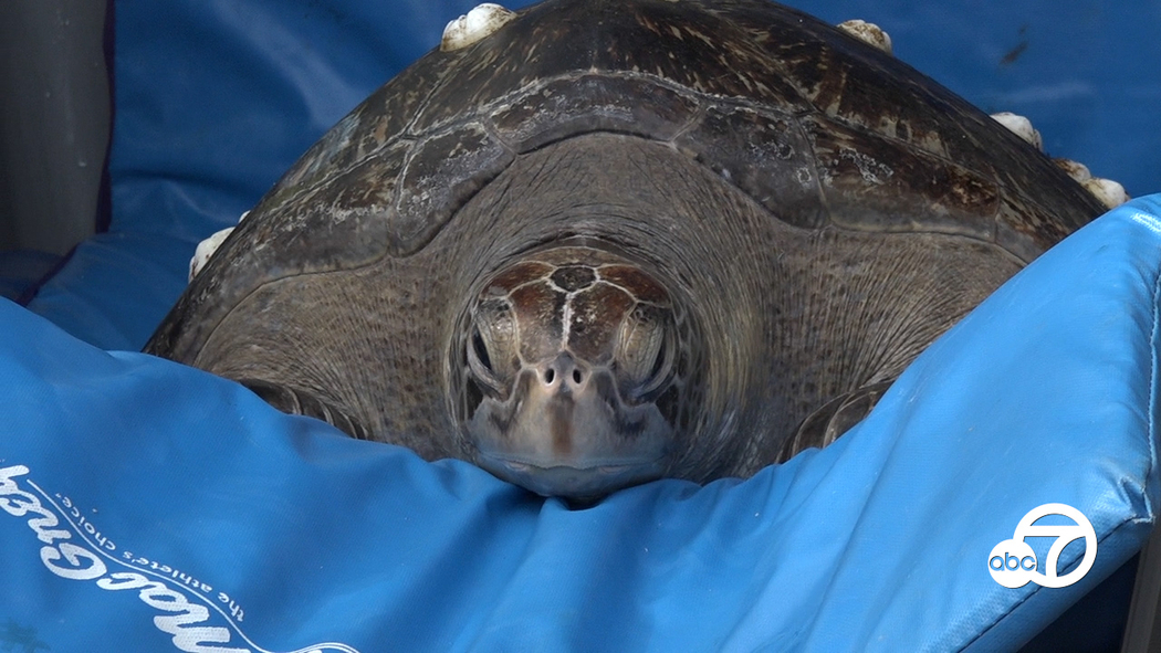 Leatherback Sea Turtle Bite