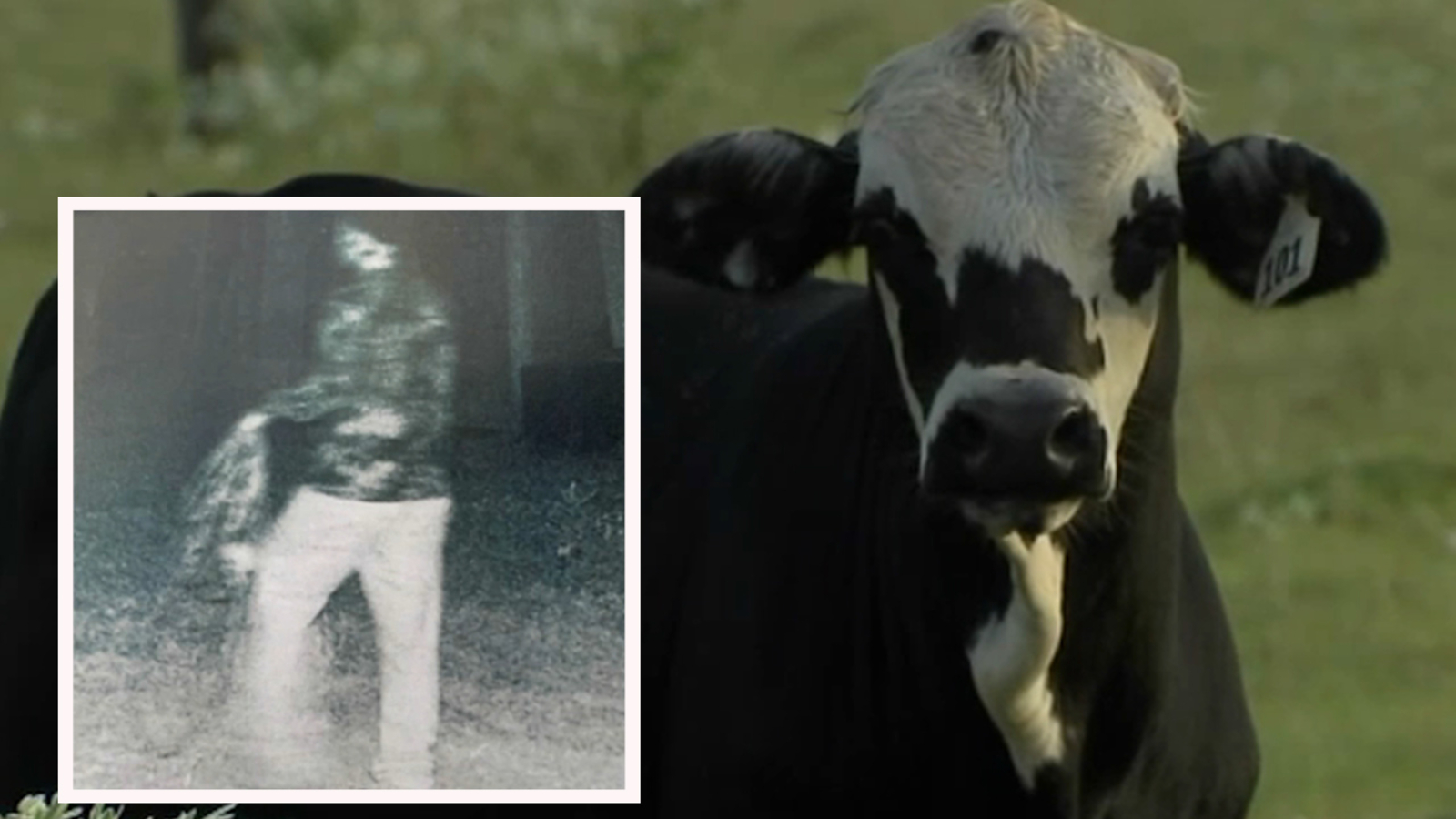 5 cases of cattle theft reported in southeast Houston - ABC13 Houston