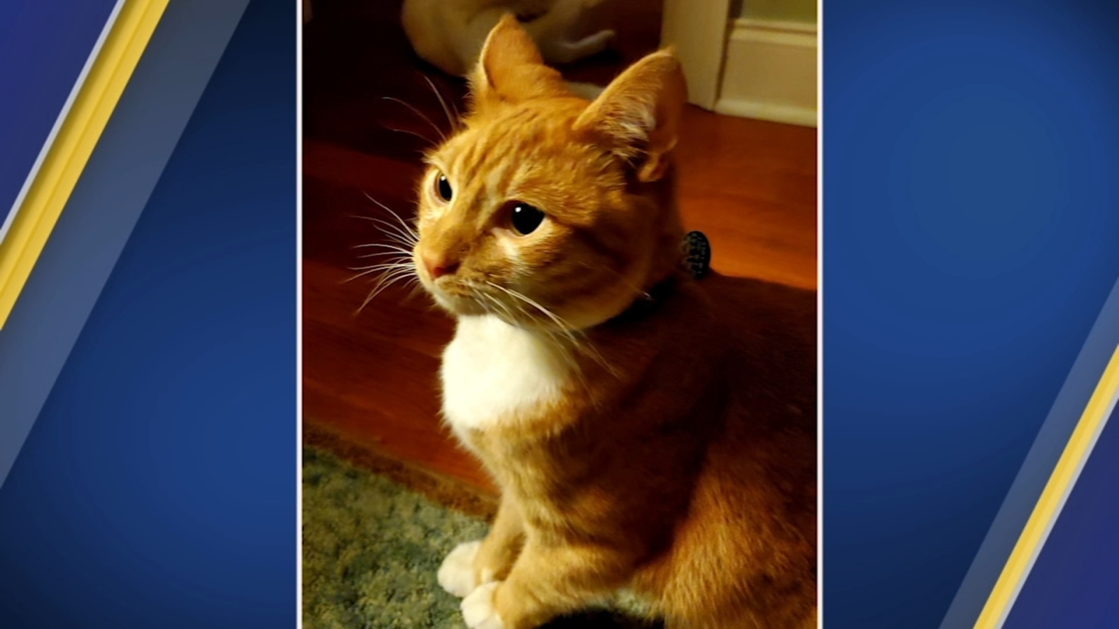 North Carolina cat Jean Clawed Van Damme up for wackiest pet name of ...