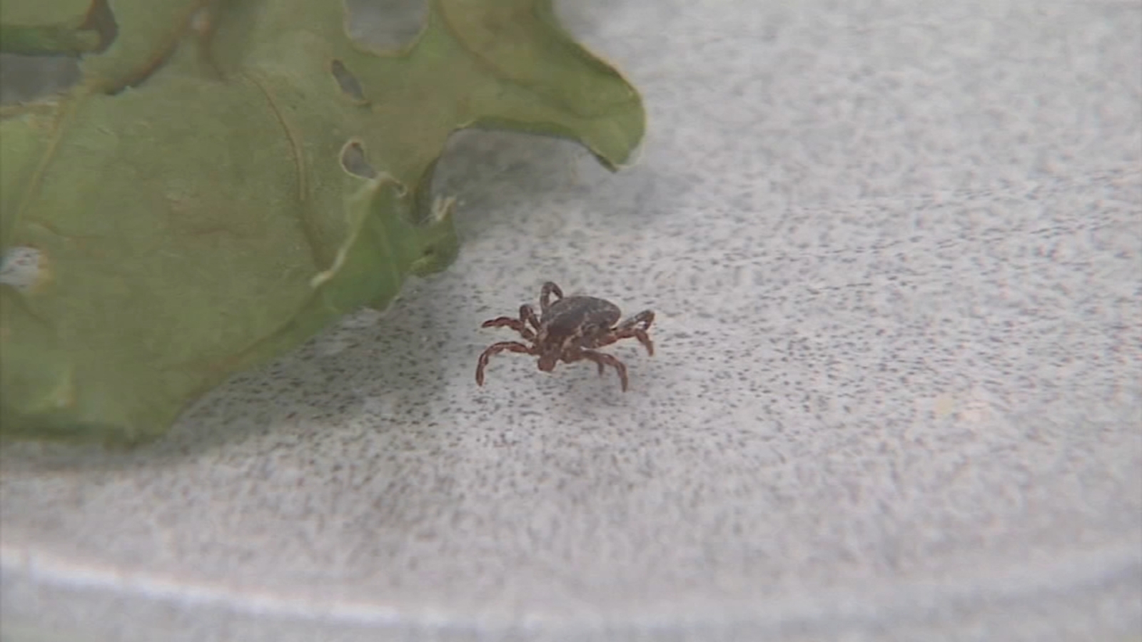 Kids Health Matters Preventing And Treating Bug Bites 6abc Philadelphia