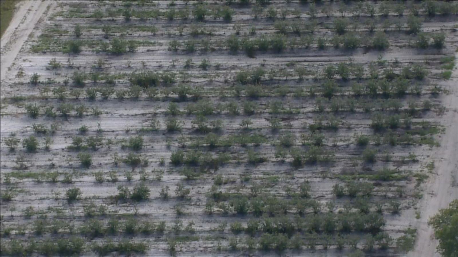 Off-road vehicles destroy 400 trees planted by teens in New Jersey's ...