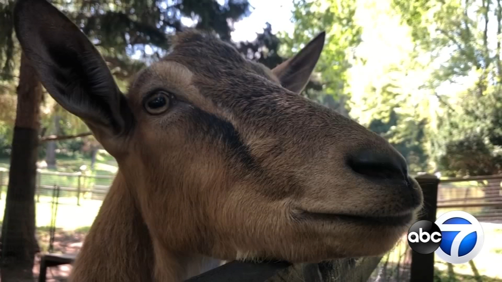 Pax the goat: The first-ever pet mayor in Edgewater, Illinois - ABC7 ...