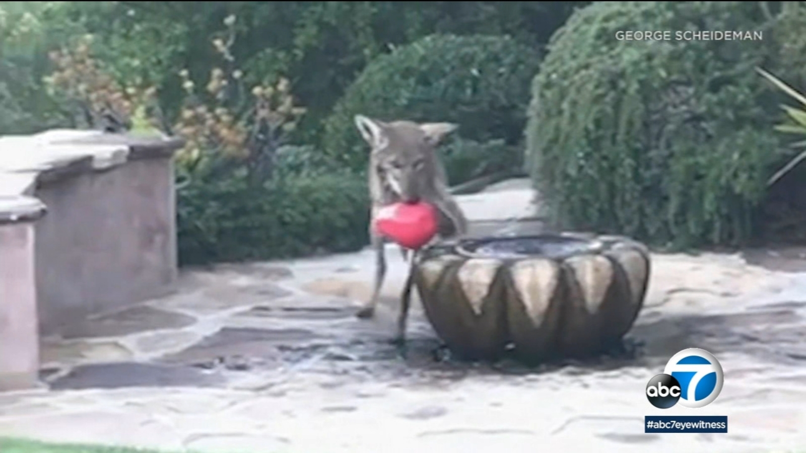 Silver Lake residents hope to help coyote spotted with toy lodged ...
