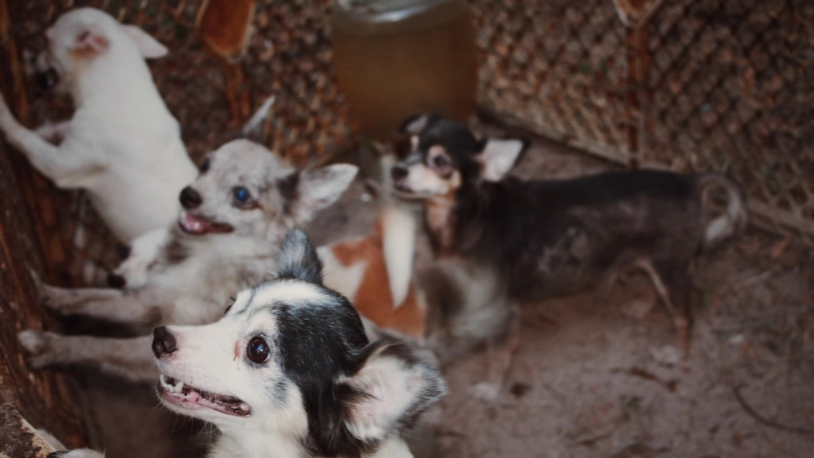 Houston volunteers rescue 59 dogs from Shepherd breeding property ...