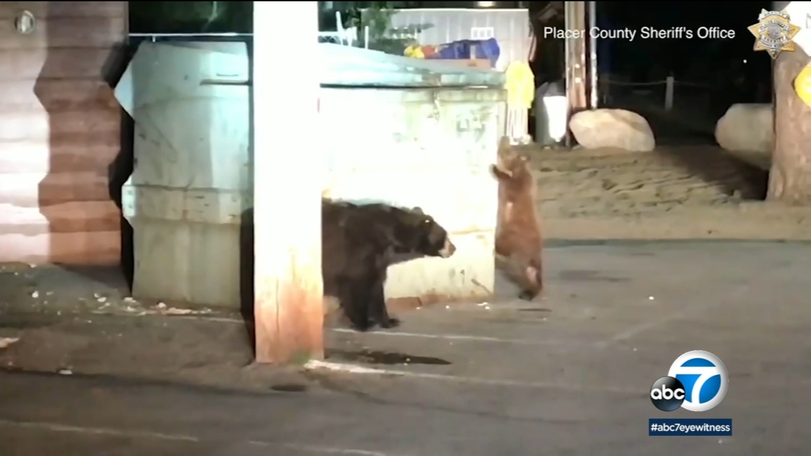 Bear cub rescued after deputies answer call for help - ABC7 Los Angeles