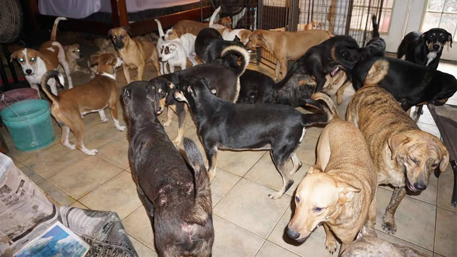 Woman shelters 97 dogs in her home as Hurricane Dorian lashes Bahamas ...
