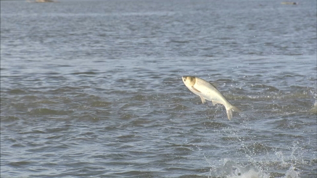 Asian carp renamed copi, short for copious, meant to encourage eating ...