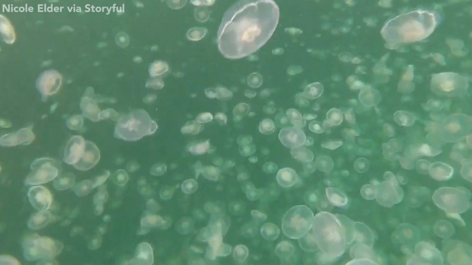 Kayaker encounters jellyfish-infested waters in British Columbia - 6abc ...