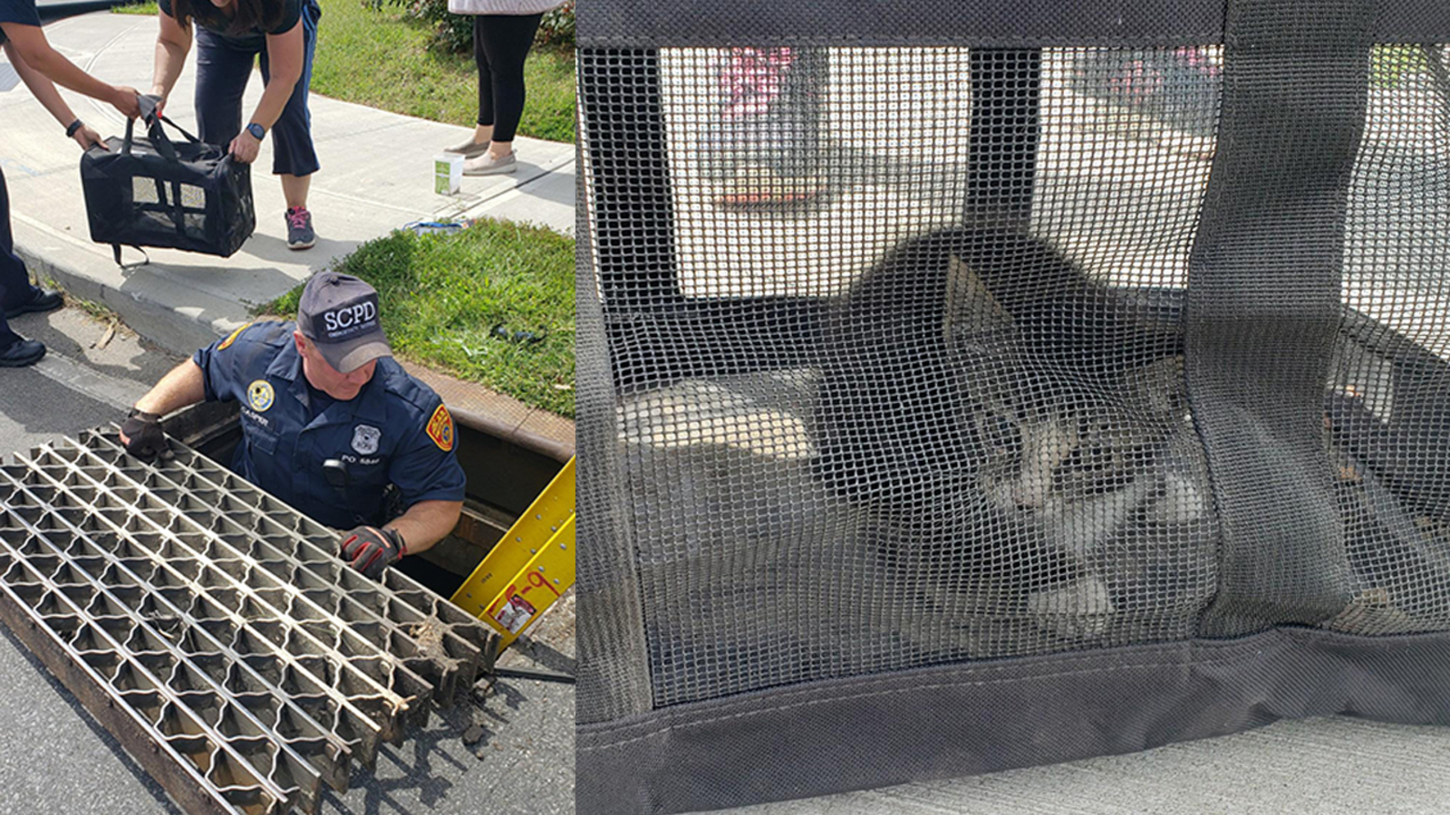 Police officers rescue kitten trapped in storm drain in Lindenhurst ...