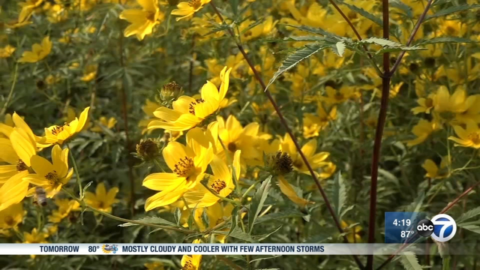 Outerbelt Trail offers 210 miles of hiking around Chicago, neighboring ...